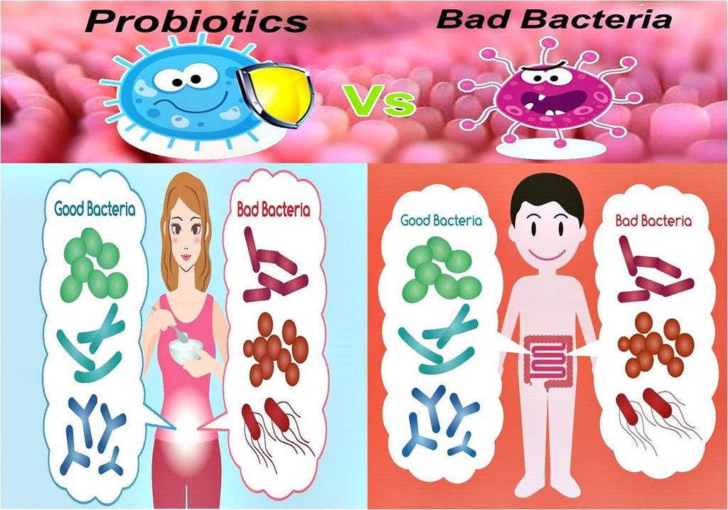 probiotics for enhanced nutrient absorption