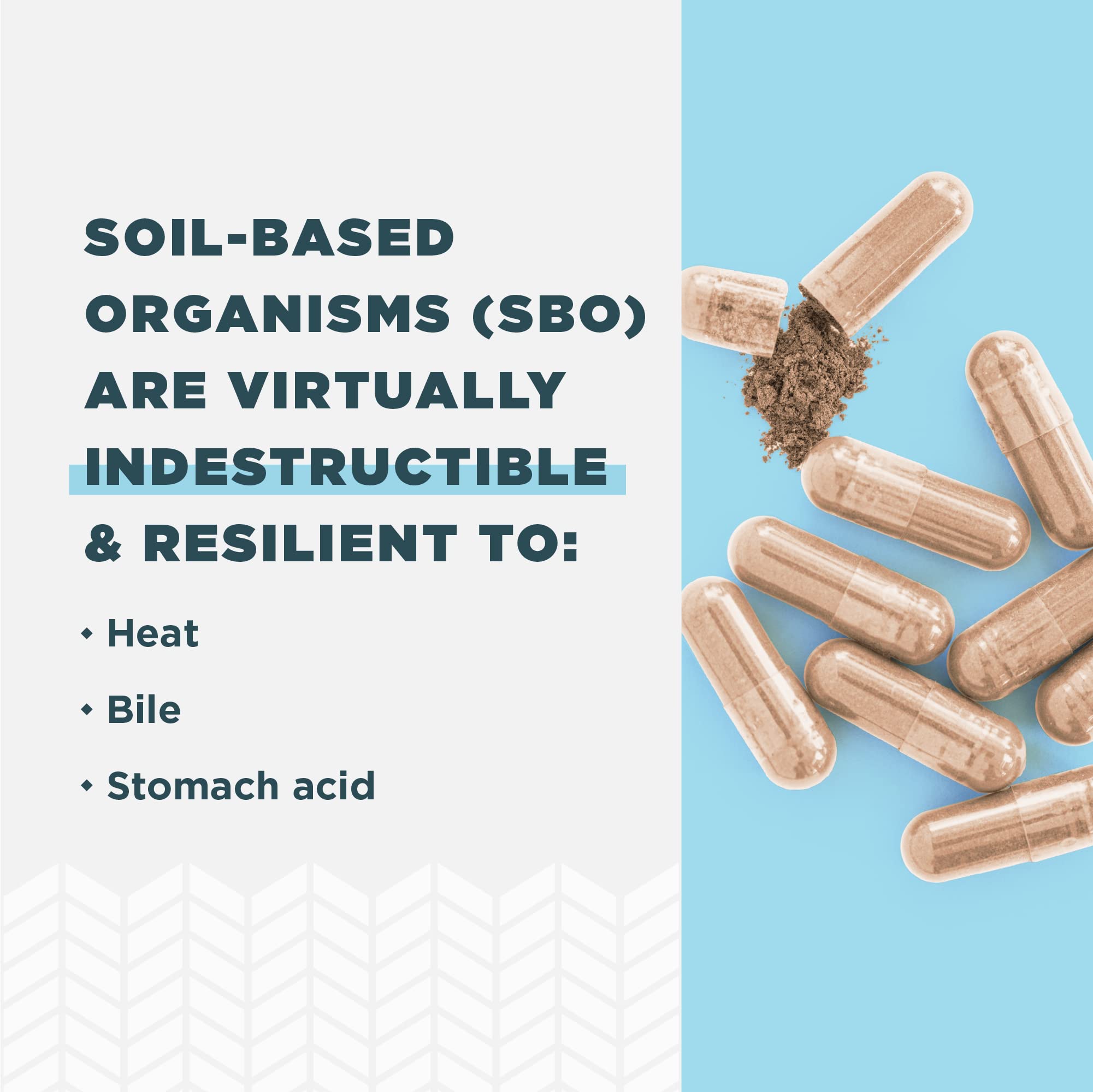 probiotics for everyday wellness