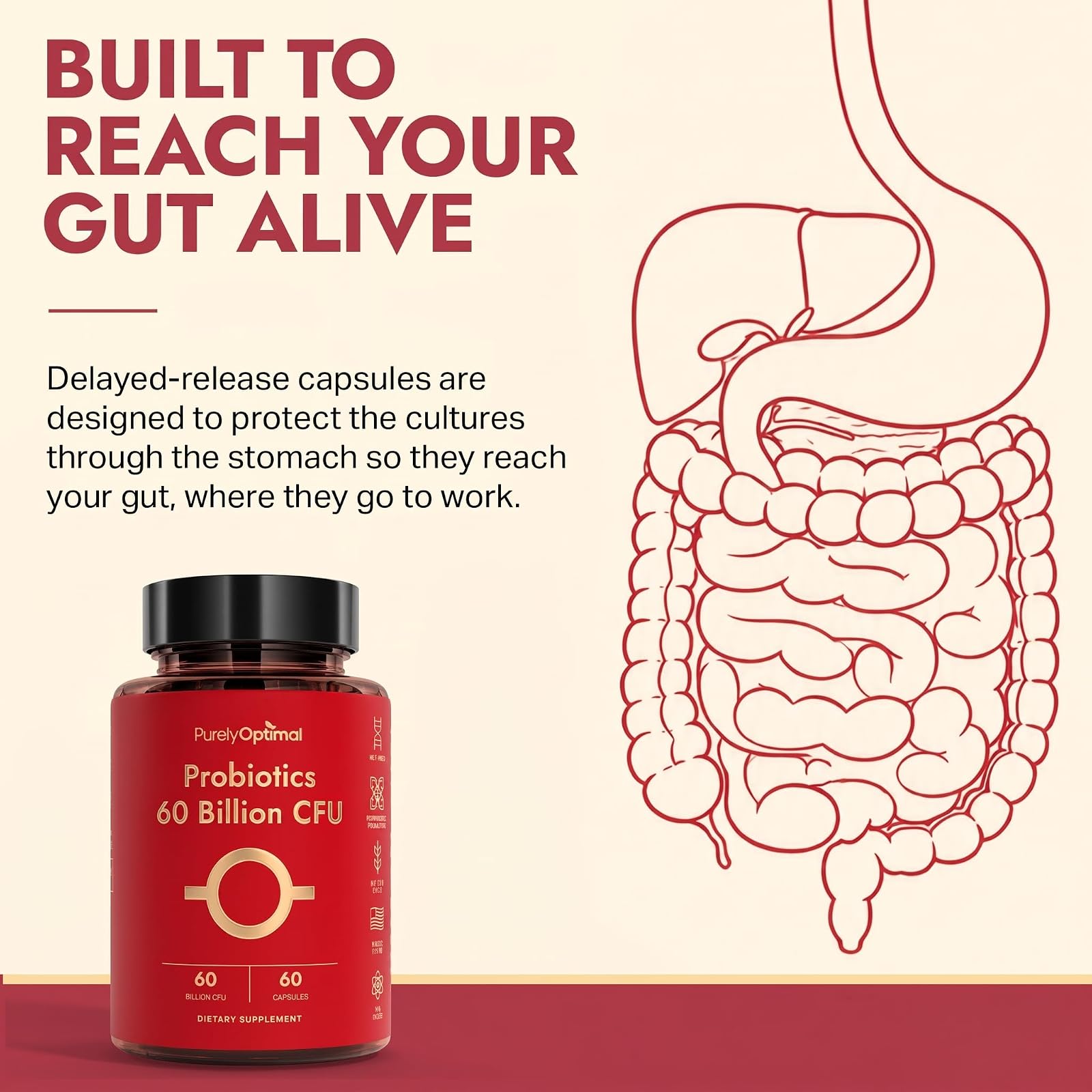 probiotics for men immune boost