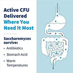 probiotics for men with 50 billion cfu