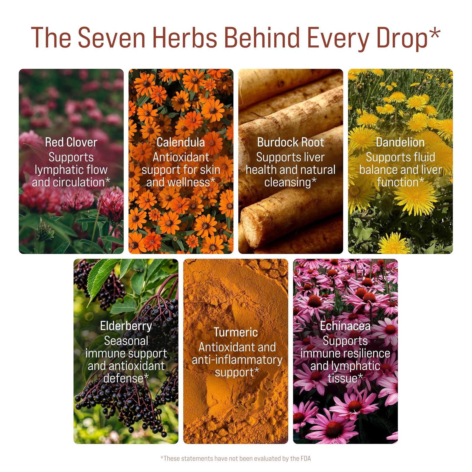 promote detoxification with echinacea