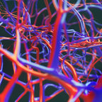 Promote digestion with Nattokinase