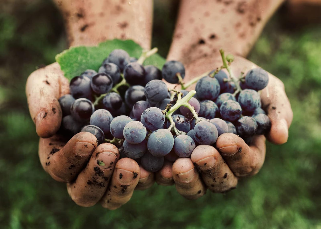 promote longevity with Resveratrol