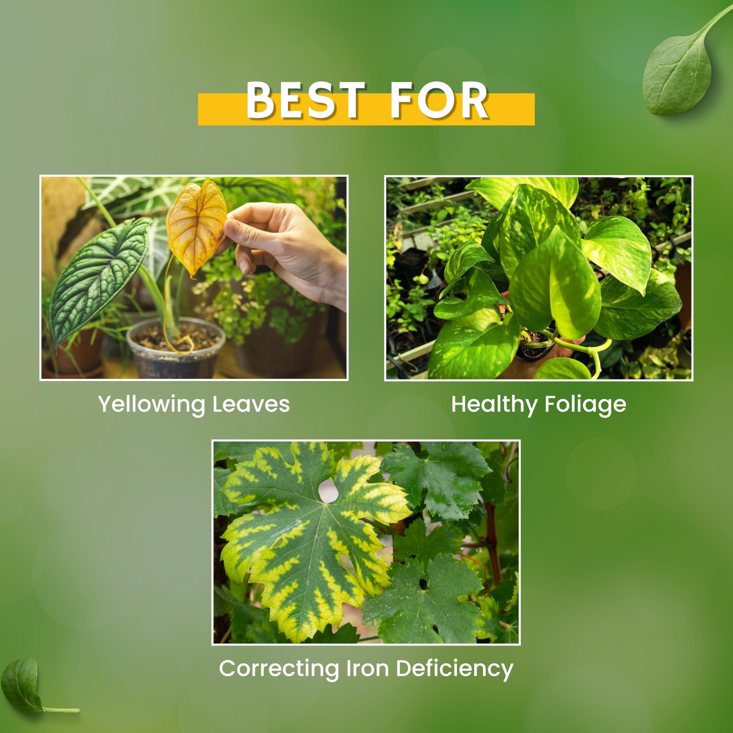 promote lush greenery with iron