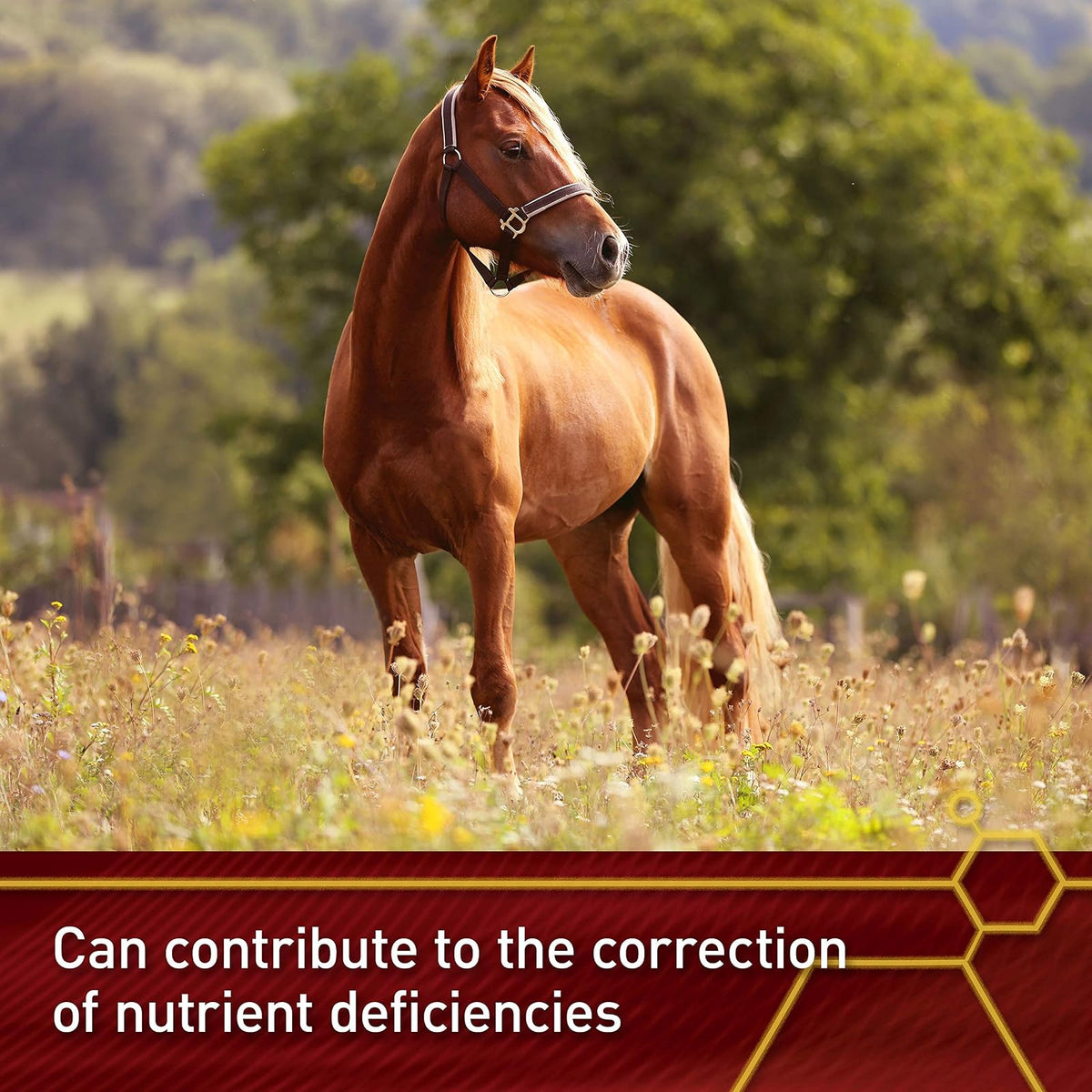Promotes horse health and vitality