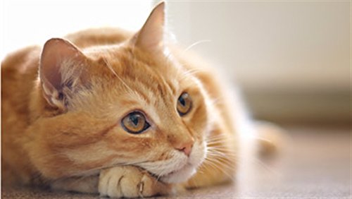 promotes urinary tract wellness in cats