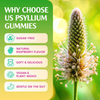 Psyllium gummies for regularity