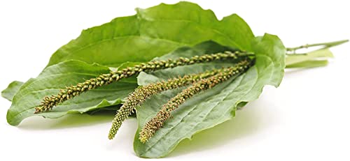 psyllium husk for daily nutrition