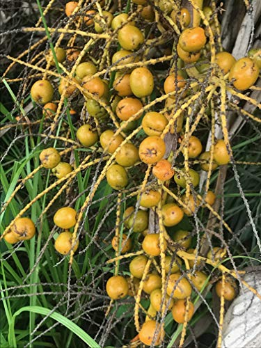 pumpkin seed oil for urinary support