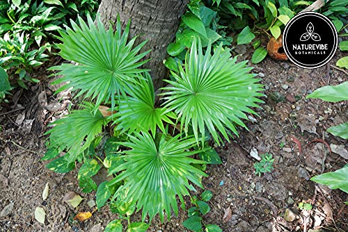 pumpkin seed oil with saw palmetto blend