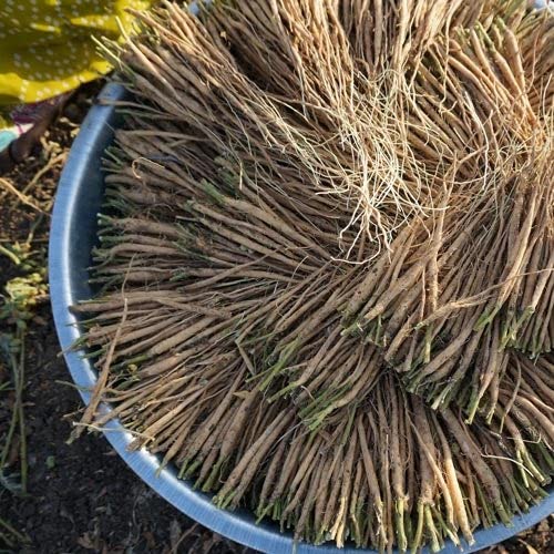 pure ashwagandha for daily health
