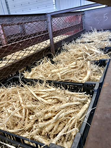 pure Canadian ginseng for athletes