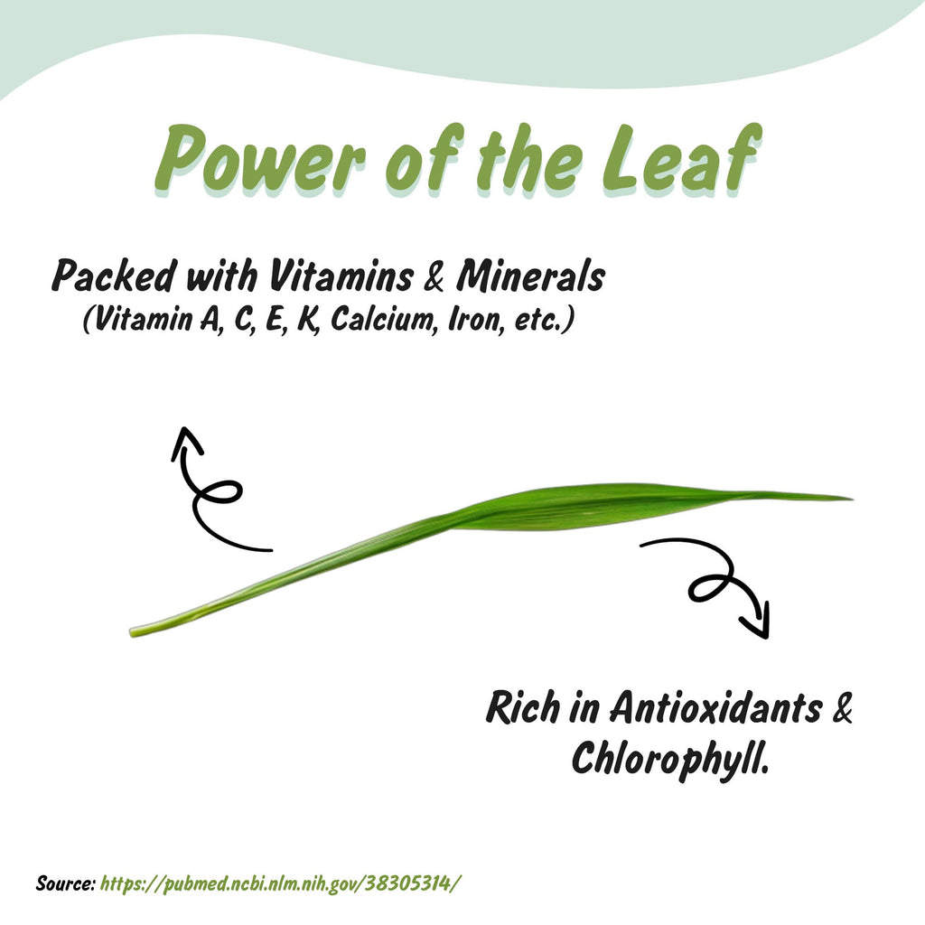 pure chlorophyll powder for wellness