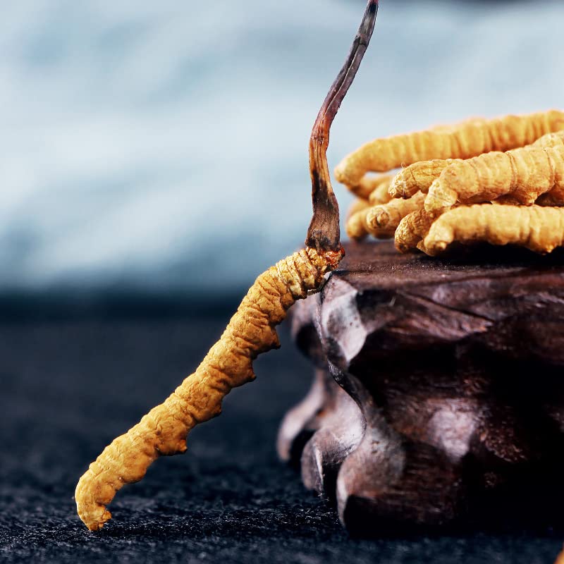pure cordyceps for athletic performance