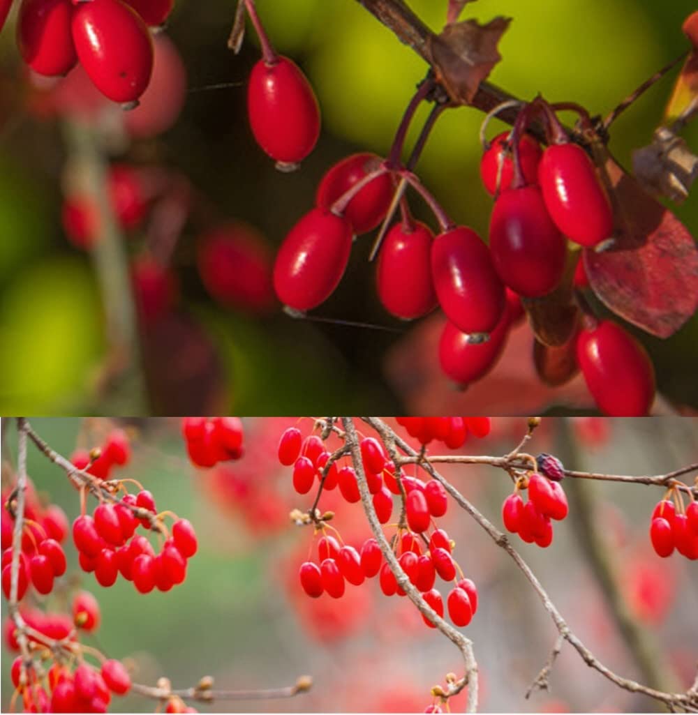 pure cornelian cherry supplement powder