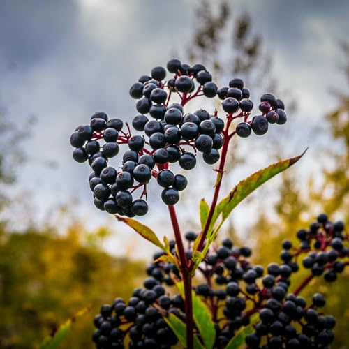 pure elderberry extract for immunity