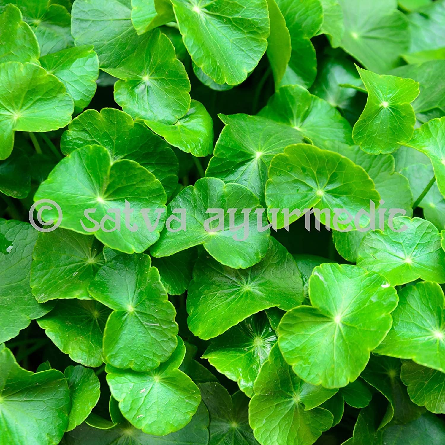 pure gotu kola for wellness