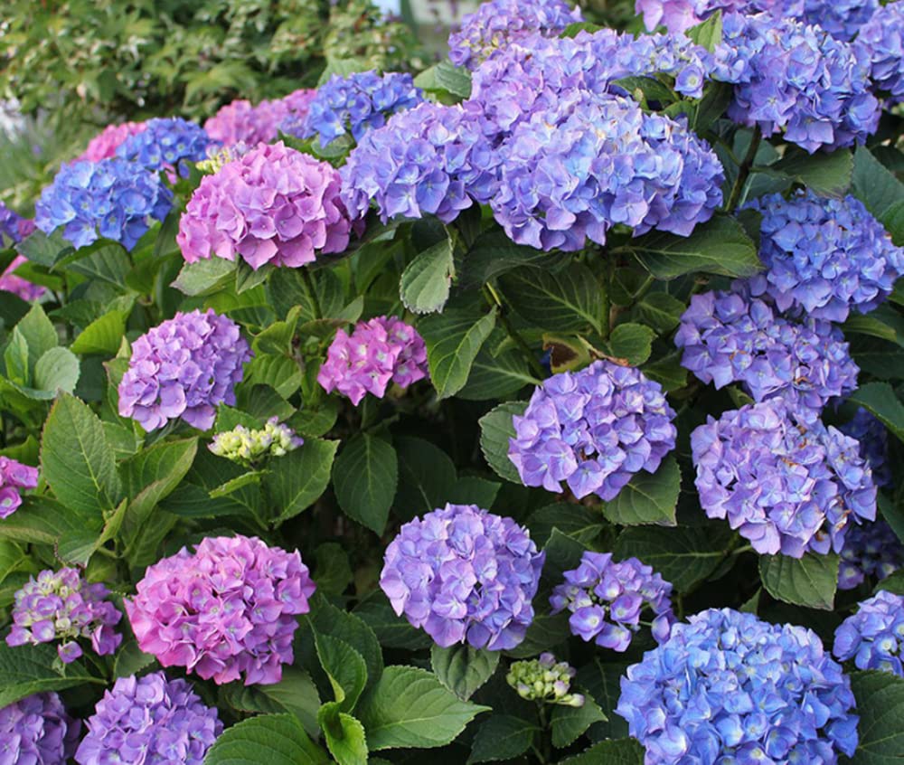 pure hydrangea extract for health