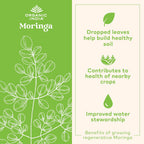 pure moringa capsules for vitality