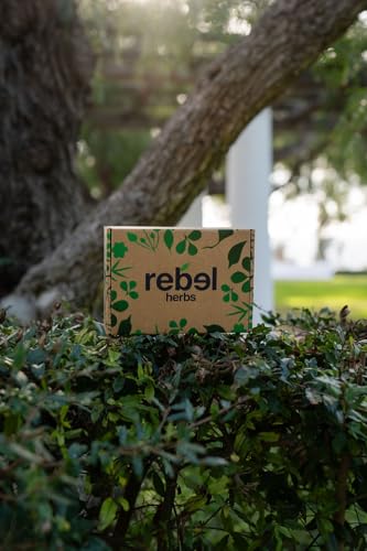 pure moringa for holistic wellness