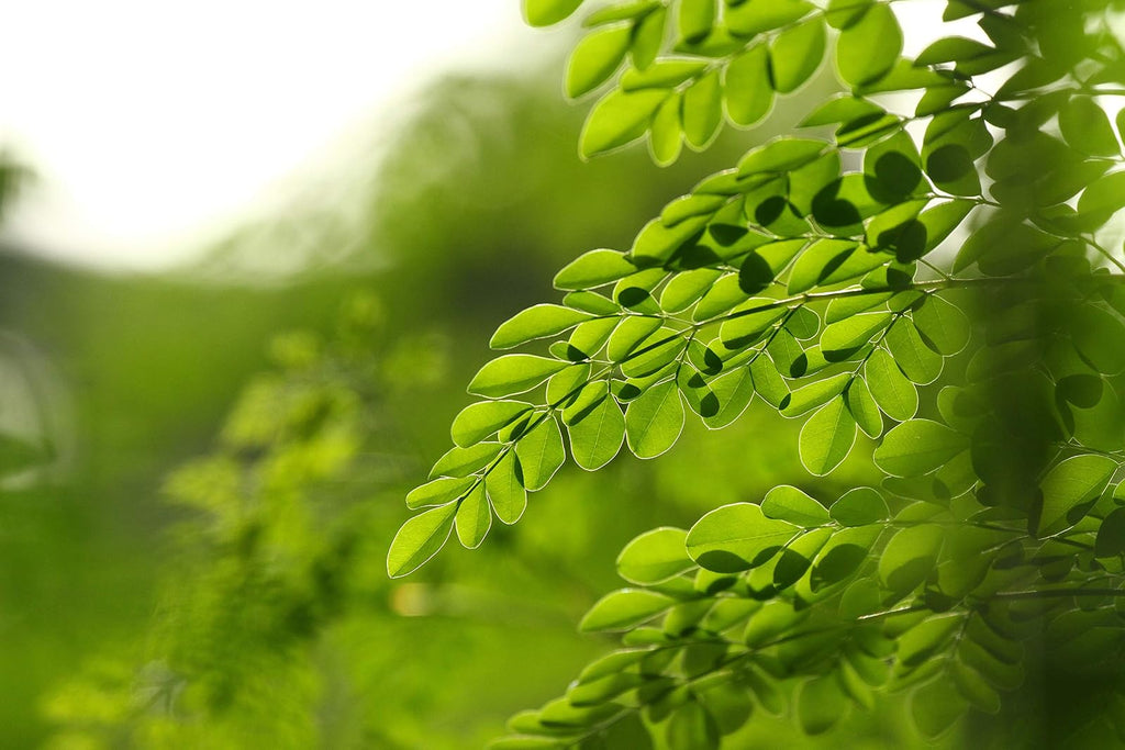 pure moringa powder for health