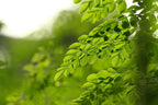 pure moringa powder for health