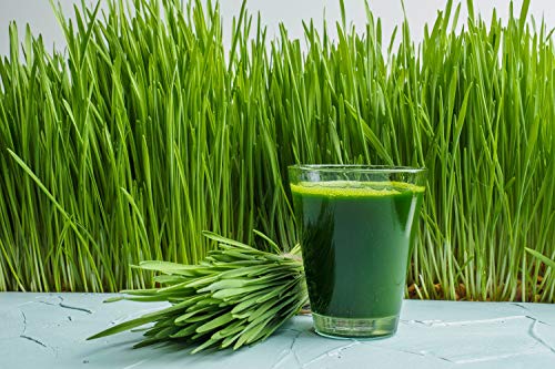pure organic wheatgrass for health