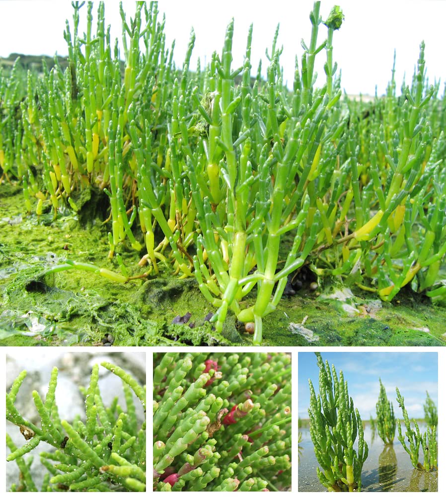 pure Salicornia herbacea powder
