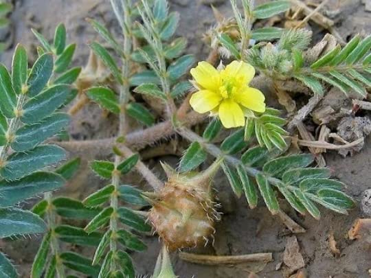 pure tribulus terrestris for wellness