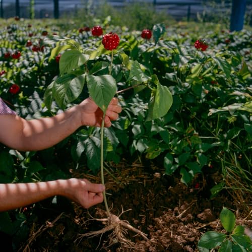 pure Wisconsin ginseng for immunity
