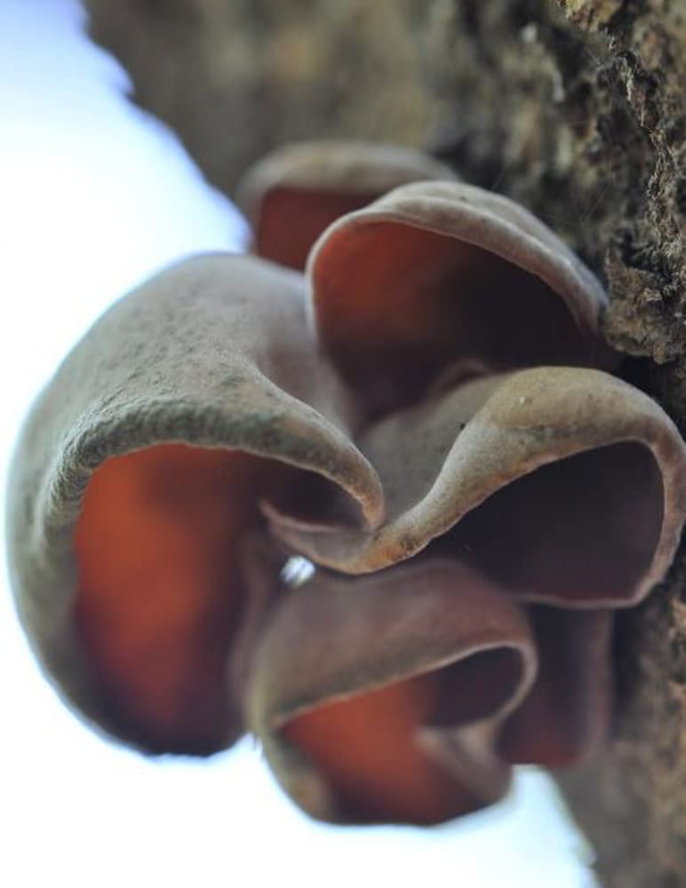 pure wood ear mushroom benefits