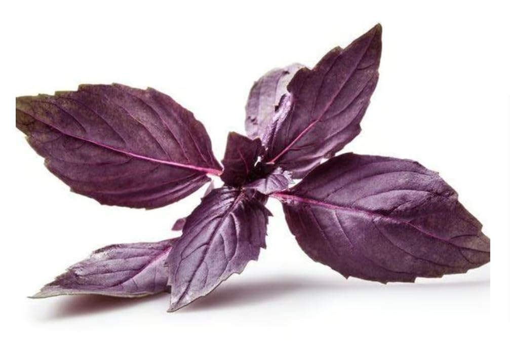 purple basil herb for salads
