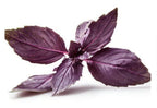 purple basil herb for salads