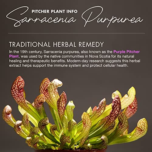 purple pitcher plant elderberry formula