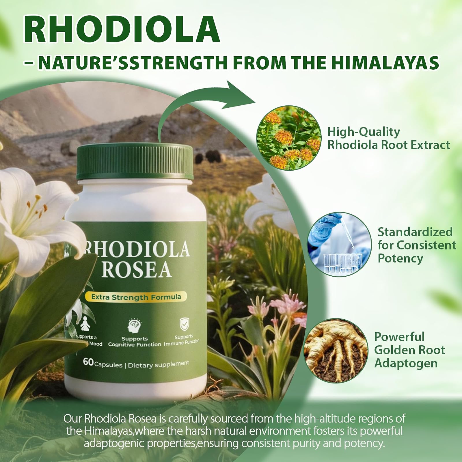 Purpleaf Rhodiola for mental clarity