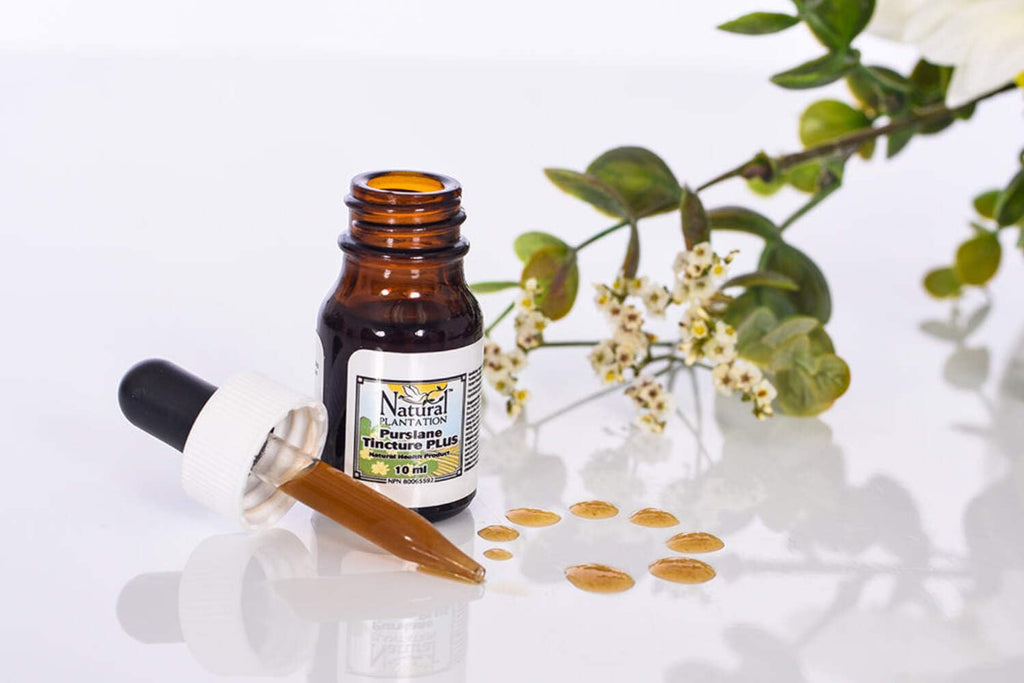 Purslane tincture for daily wellness