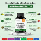 Quercetin enhanced Mullein capsules
