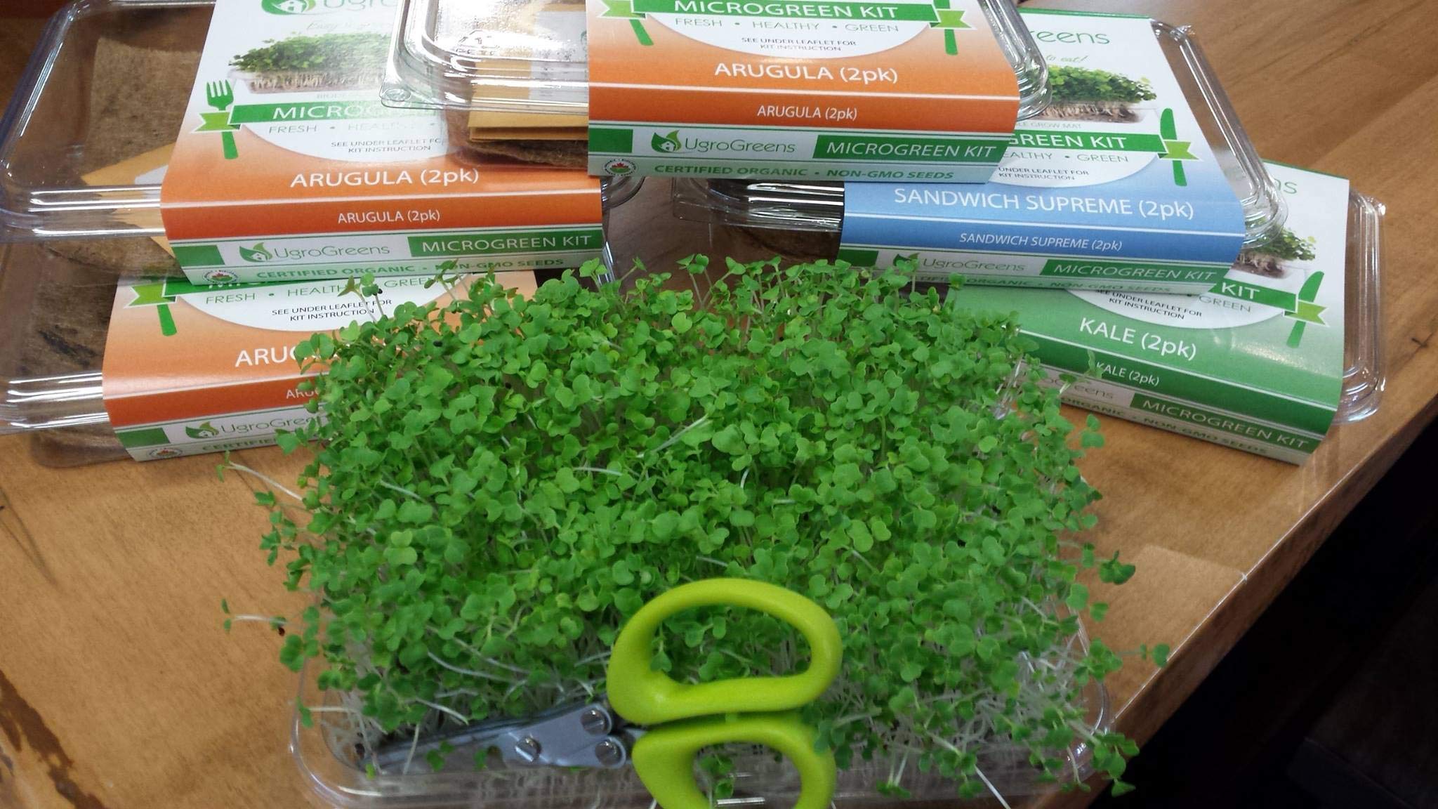 quick sprouting alfalfa seeds
