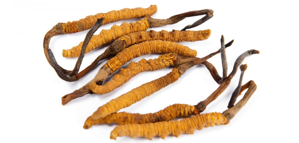 rare wild mushrooms from Nepal