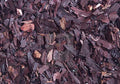 Ratanjot herbal tea for wellness