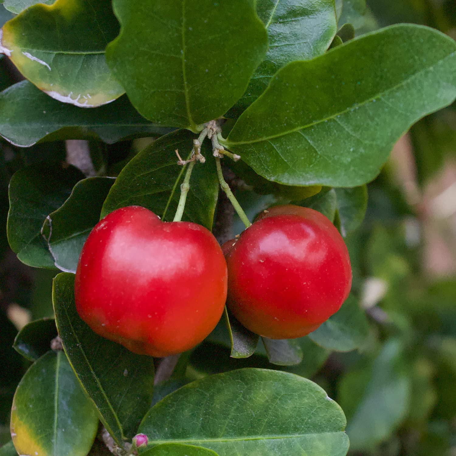 raw acerola cherry powder benefits
