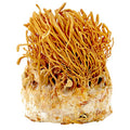 raw cordyceps mushrooms for energy