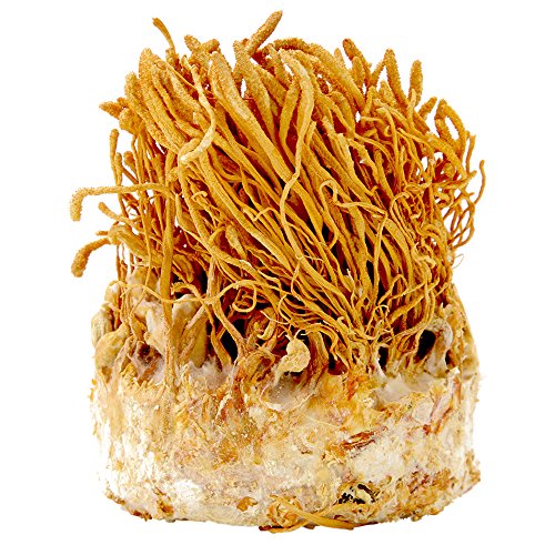 raw cordyceps mushrooms for energy