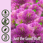 Red Clover extract for women's health