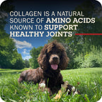 Redbarn natural beef collagen benefits