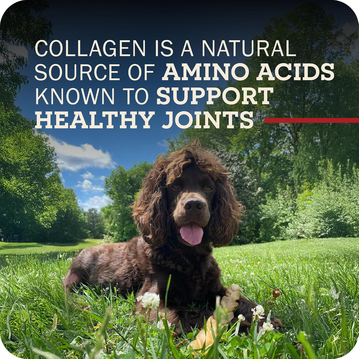 Redbarn natural beef collagen benefits