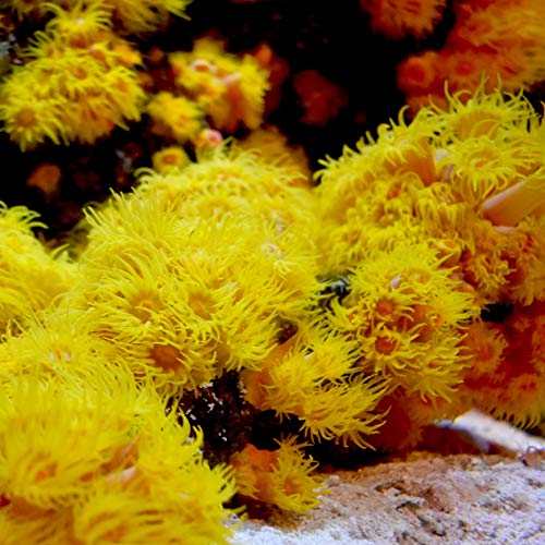 Reef Advantage magnesium for optimal coral growth