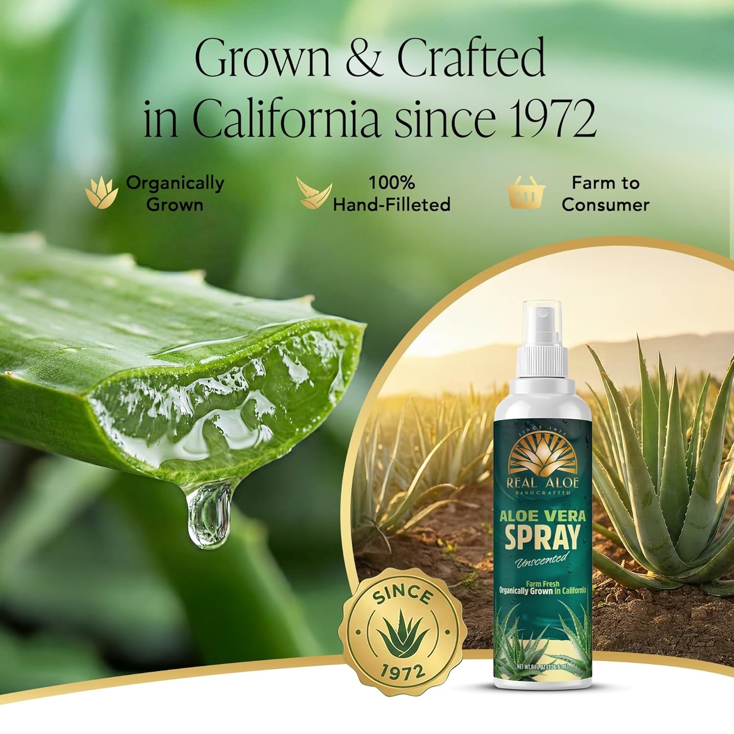 refreshing aloe vera after sun care