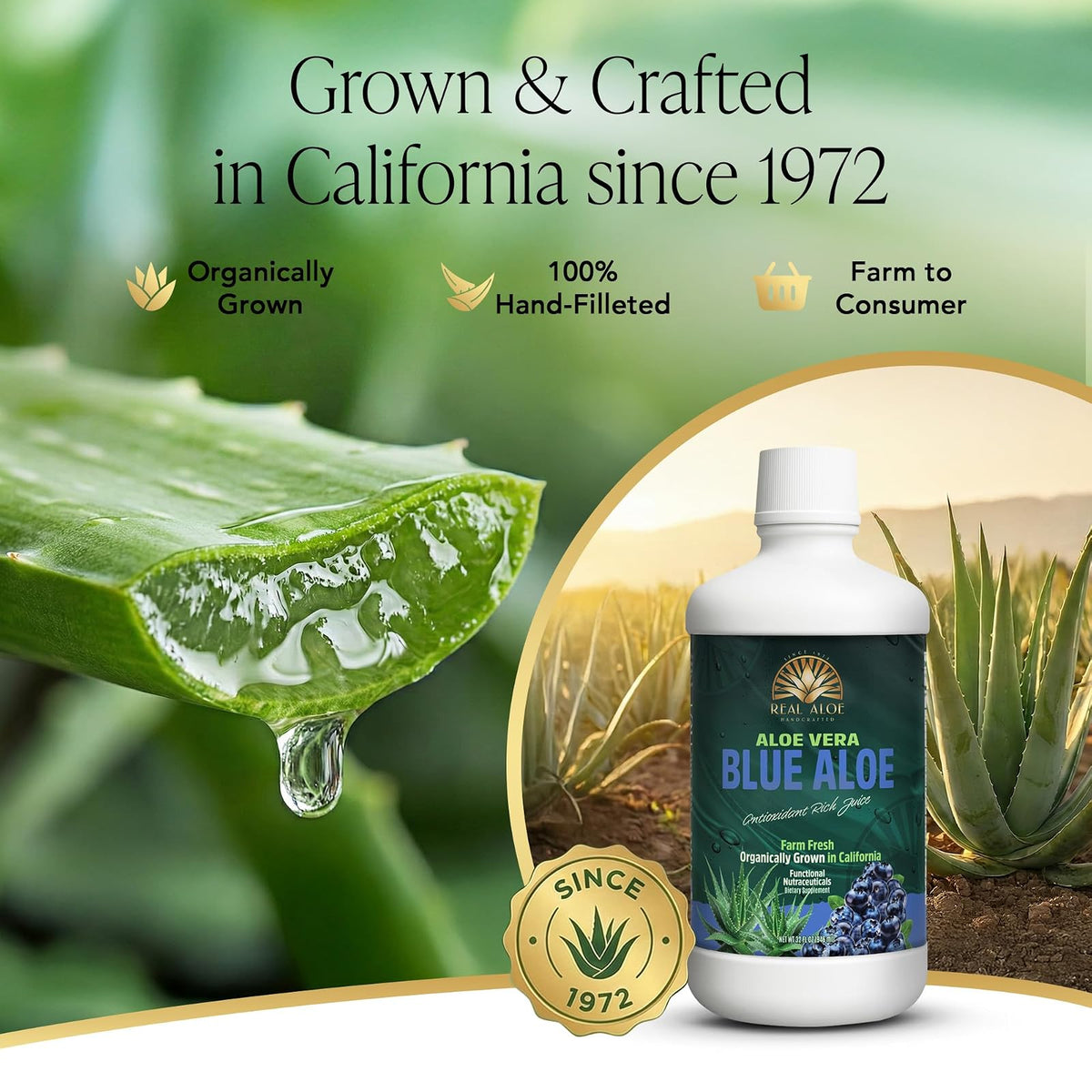 refreshing aloe vera drink for hydration