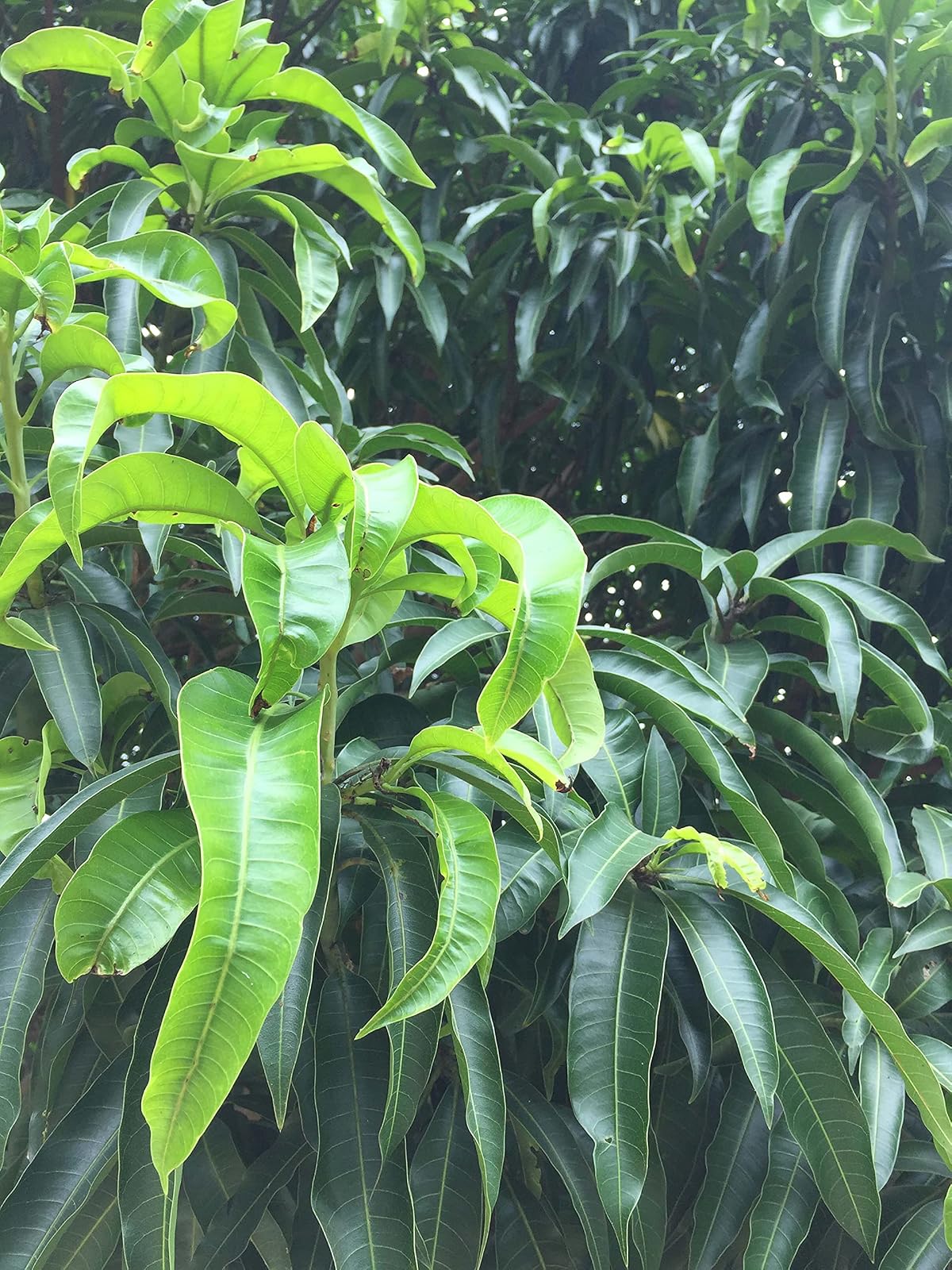 refreshing caffeine-free tea option